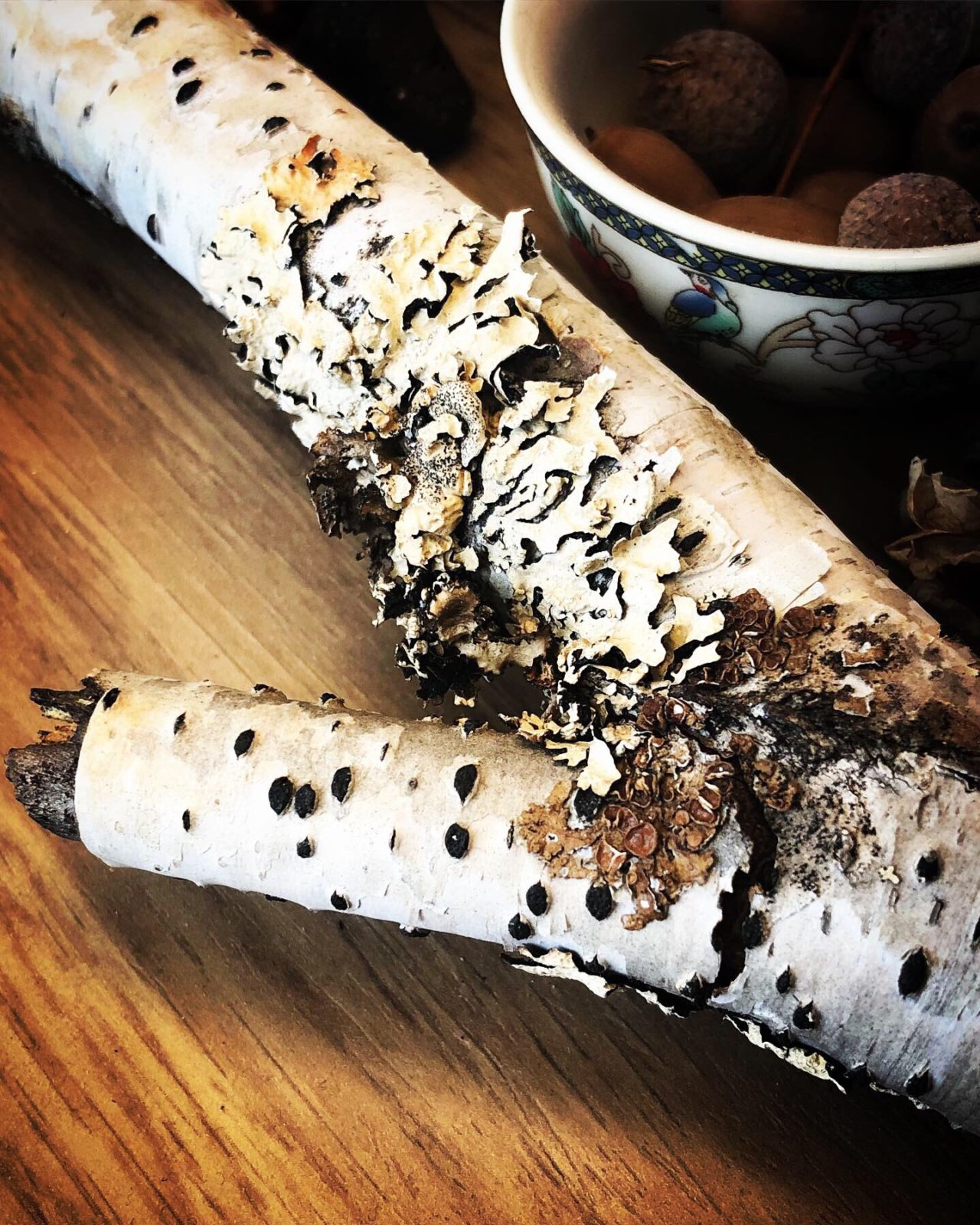 Birch Tree Meaning and Magick - Sanctuary Everlasting