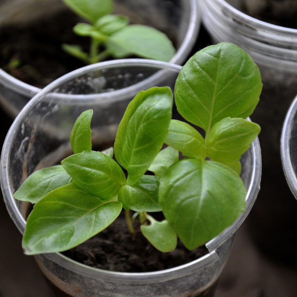 Seed Planting Ritual for Manifestation - Sanctuary Everlasting