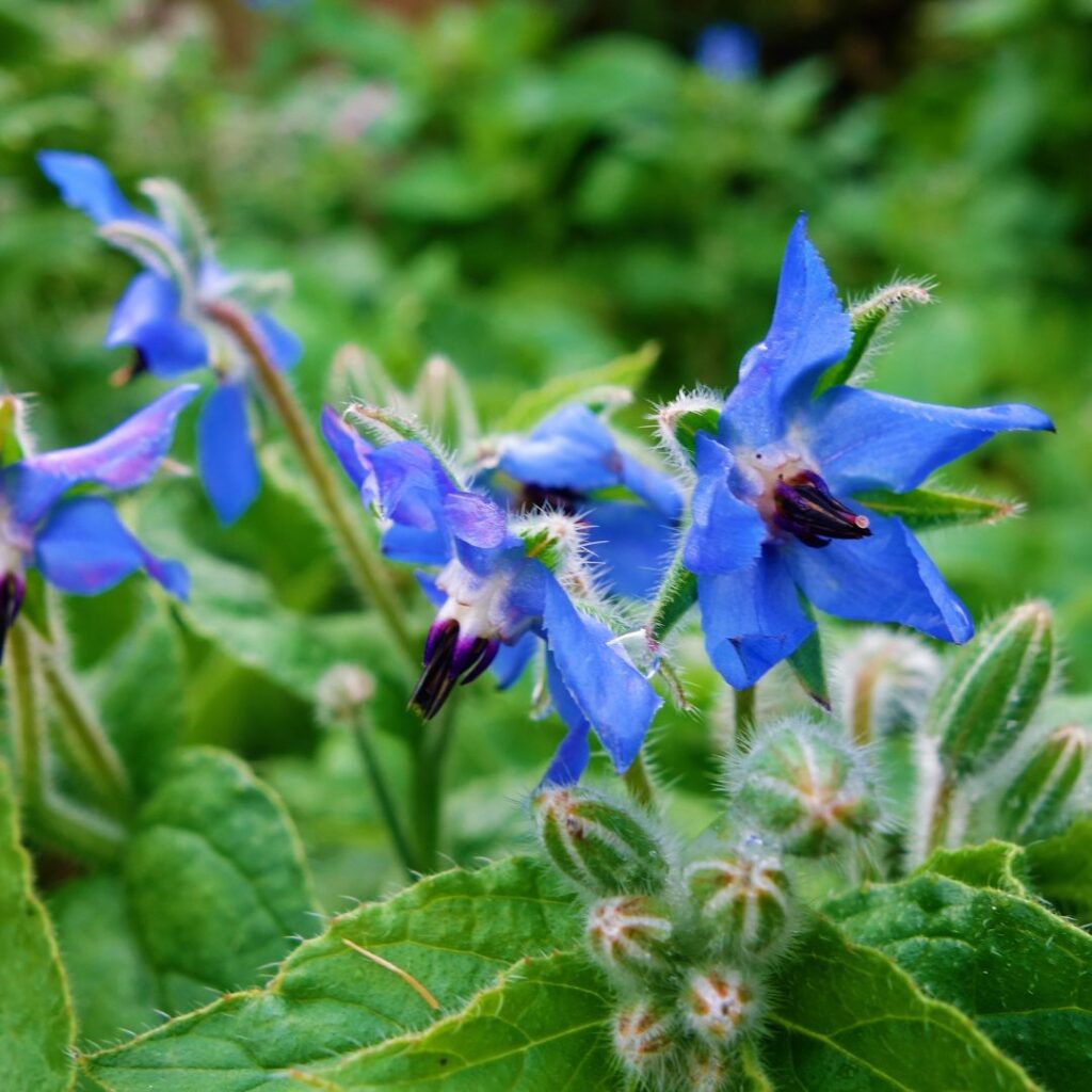 20 Medicinal Herbs to Grow from Seed at Home - Sanctuary Everlasting
