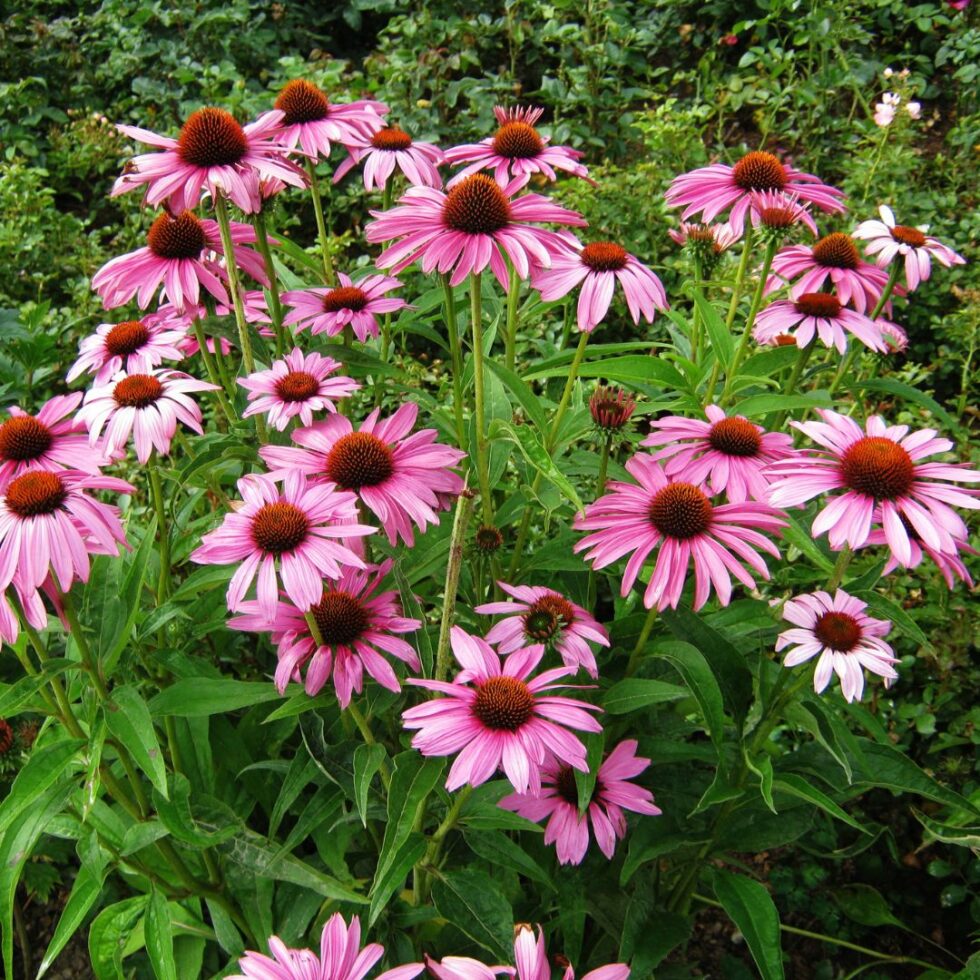 20 Medicinal Herbs to Grow from Seed at Home - Sanctuary Everlasting