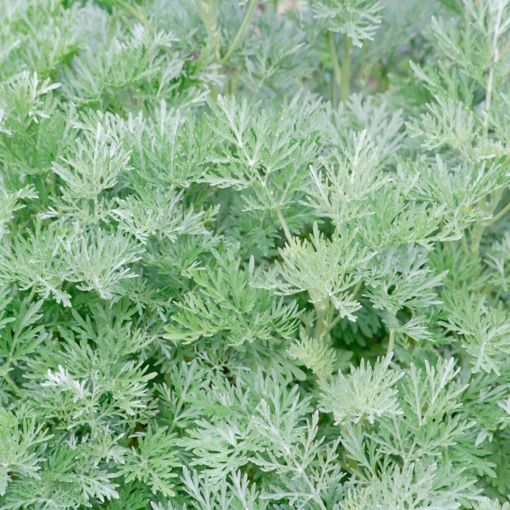 20 Medicinal Herbs to Grow from Seed at Home - Sanctuary Everlasting