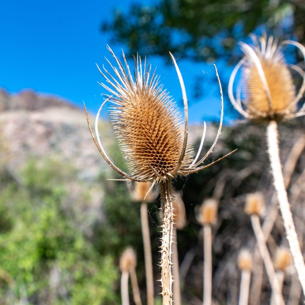 Teasel Plant Spirit Meditation: Calling Your Energy Home - Sanctuary ...
