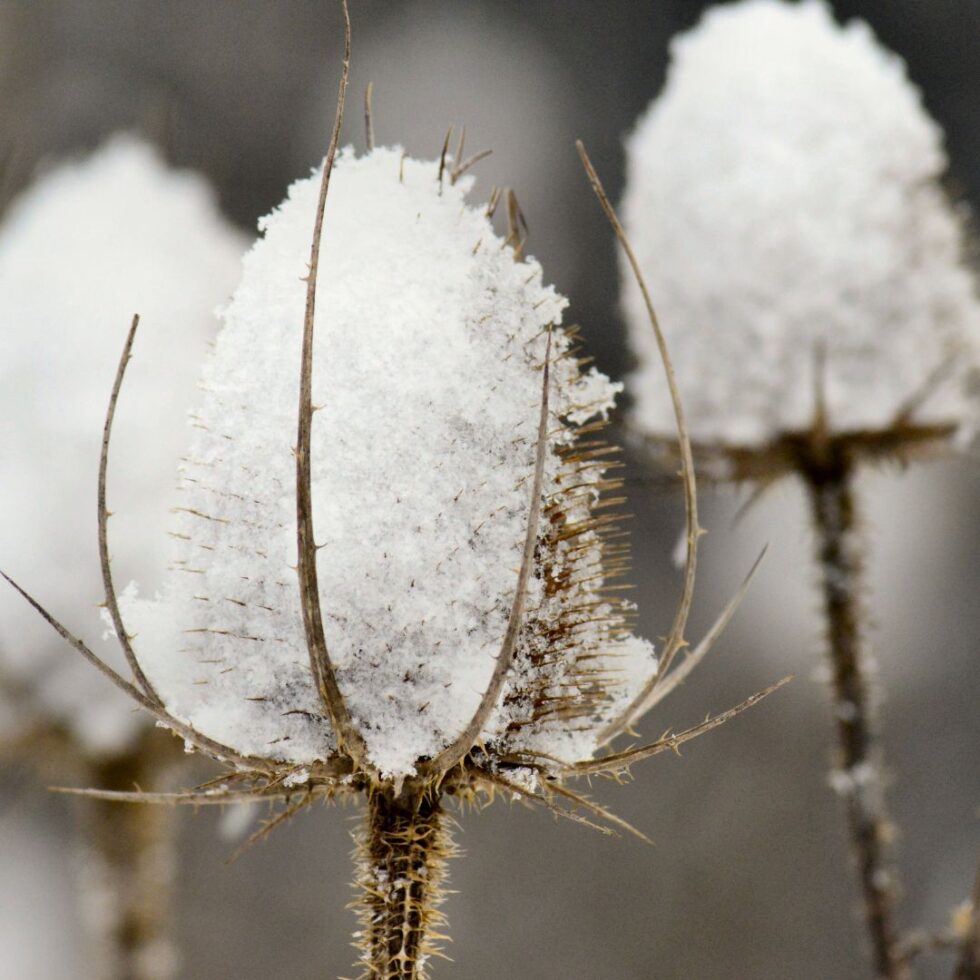 Teasel Plant Spirit Meditation: Calling Your Energy Home - Sanctuary Everlasting