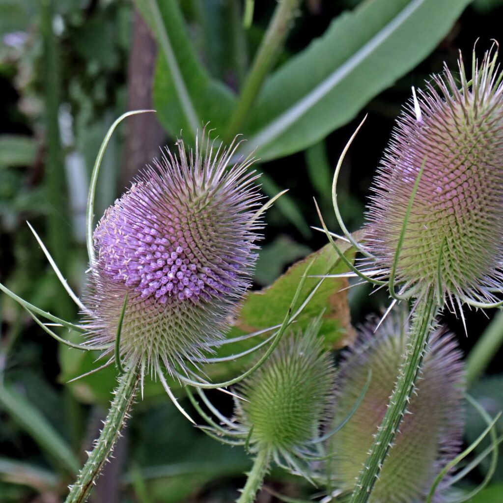 Teasel Root: A Powerful Ally for Chronic Pain, Lyme, and Inflammation ...