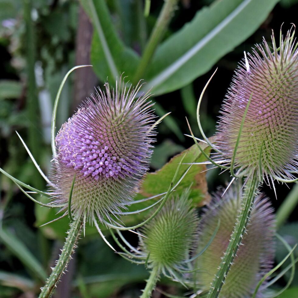 Teasel Root: A Powerful Ally for Chronic Pain, Lyme, and Inflammation ...